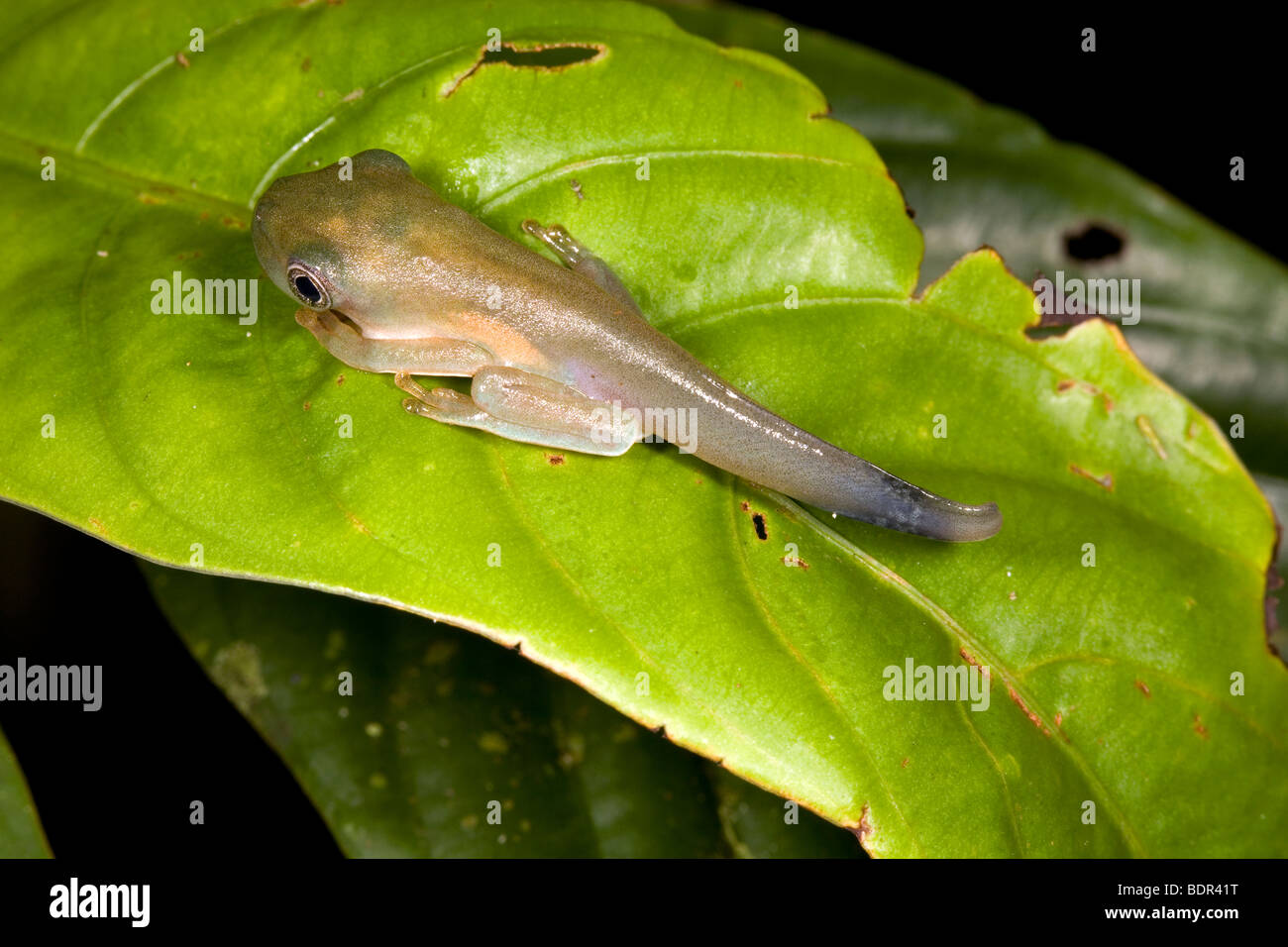 Amphibisch Metamorphose - Kaulquappe ändern in einen Frosch ...