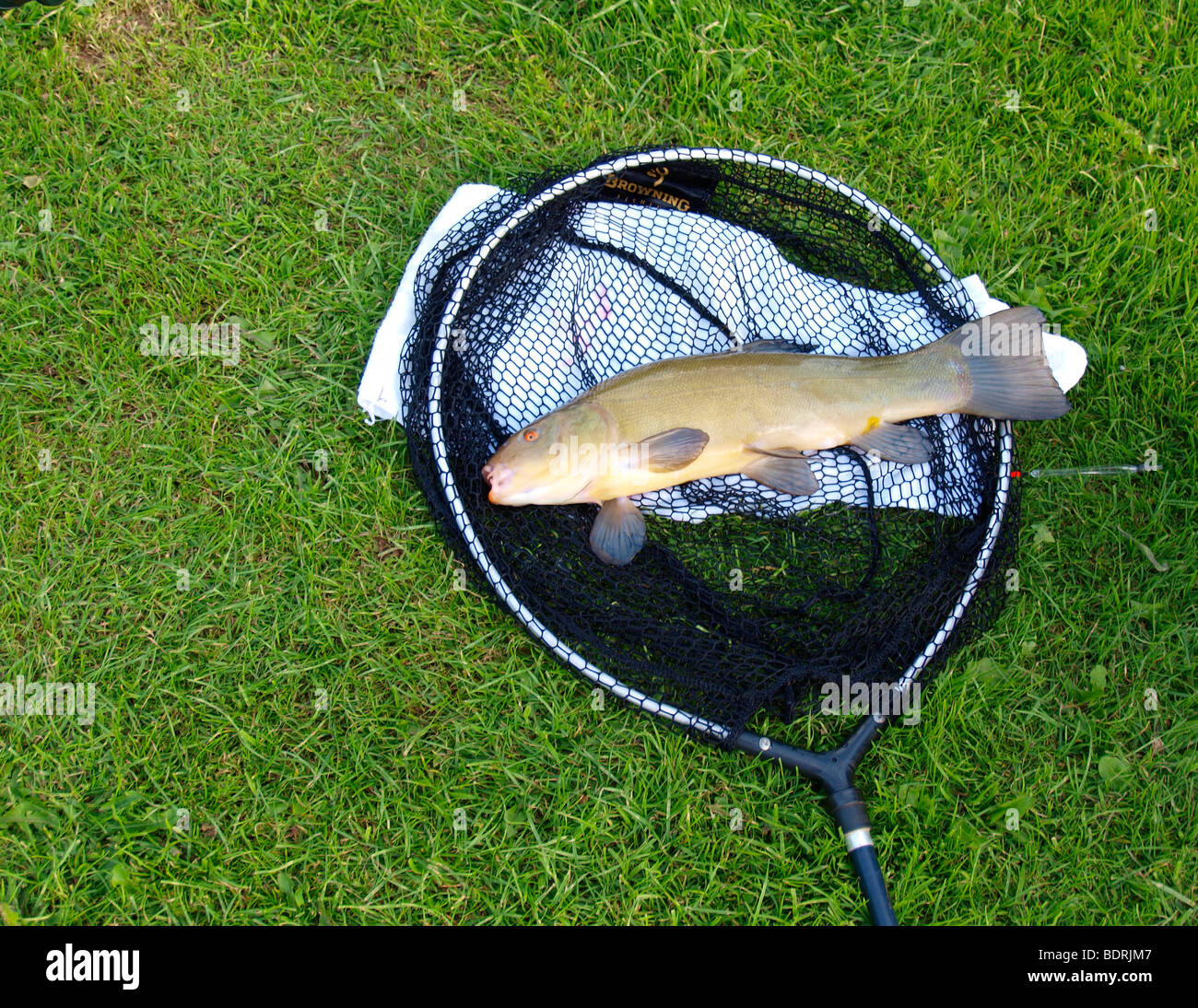 Fisch schleie -Fotos und -Bildmaterial in hoher Auflösung – Alamy