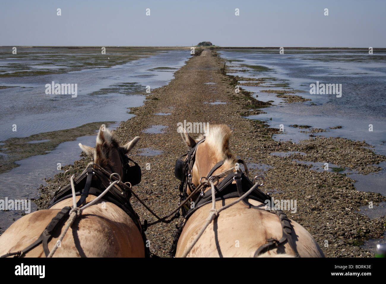 Kutschfahrt Durchs Watt Auf der Hallig Suedfall, Pellworm, Schleswig ...