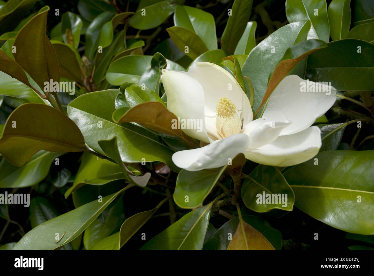 Magnolia Grandiflora, London UK Stockfotografie - Alamy
