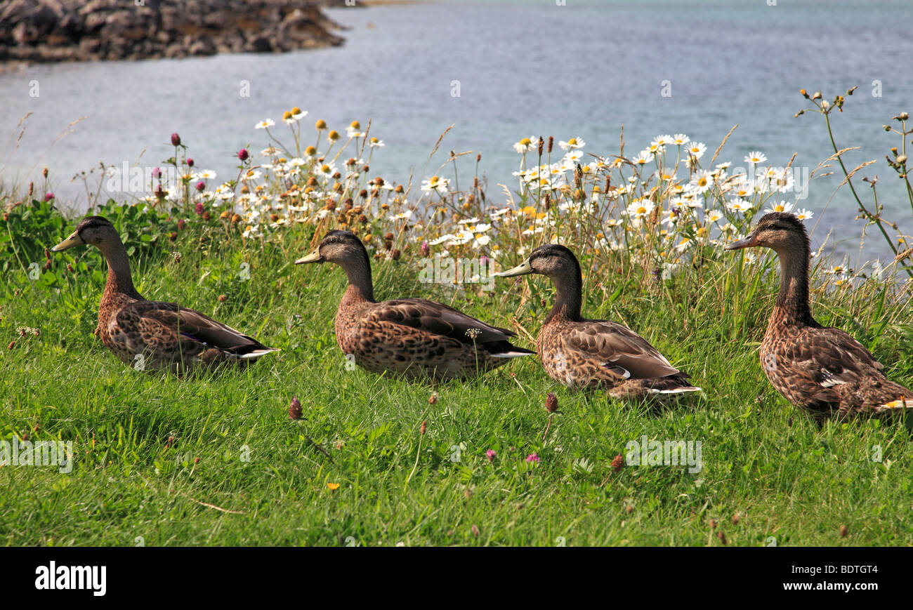 Enten watscheln -Fotos und -Bildmaterial in hoher Auflösung – Alamy