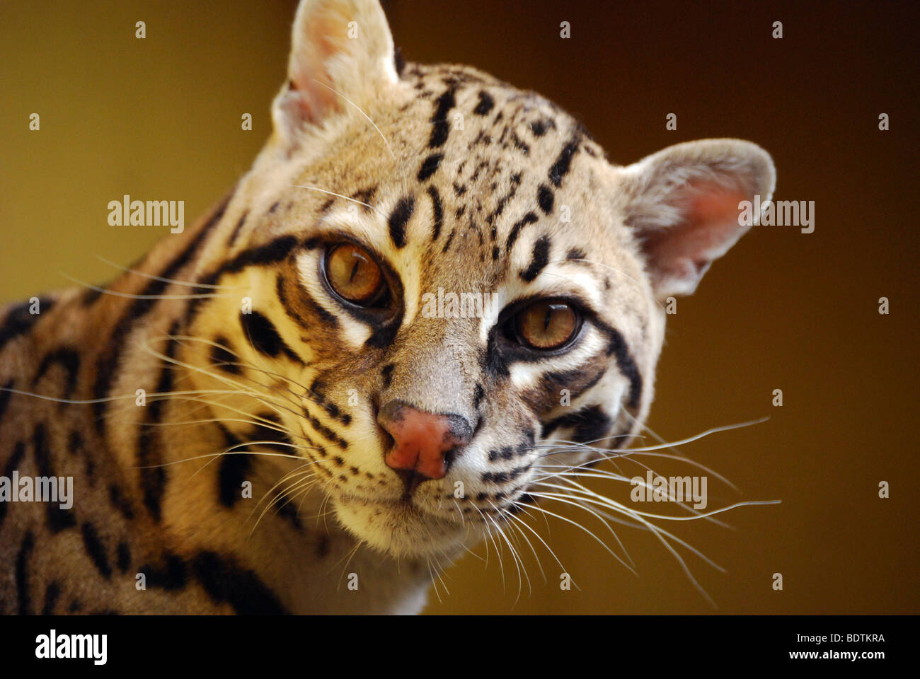Ozelot Suchen Stockfotos und -bilder Kaufen - Alamy