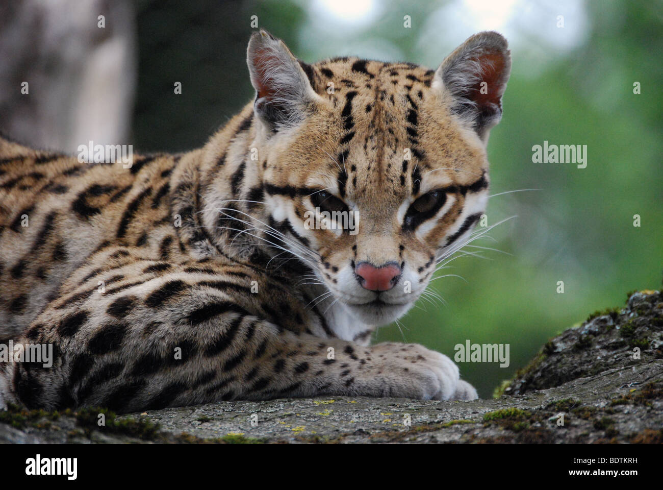Ozelot leopardus pardalis -Fotos und -Bildmaterial in hoher Auflösung ...