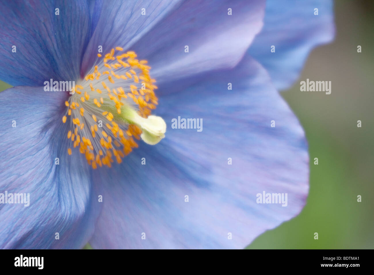 Meconopsis betonicifolia blau -Fotos und -Bildmaterial in hoher ...