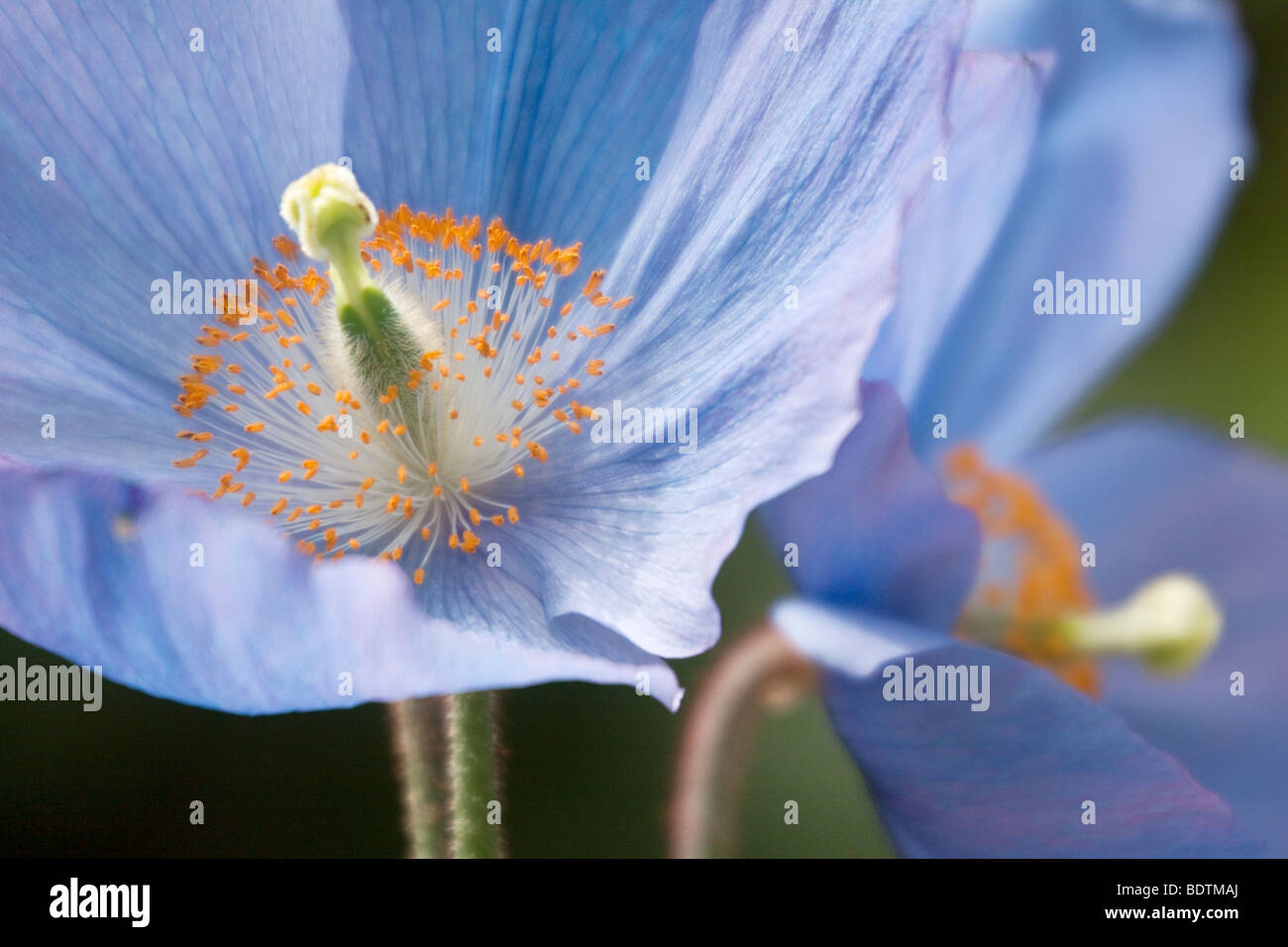 Blaue himalajamohnblume -Fotos und -Bildmaterial in hoher Auflösung – Alamy