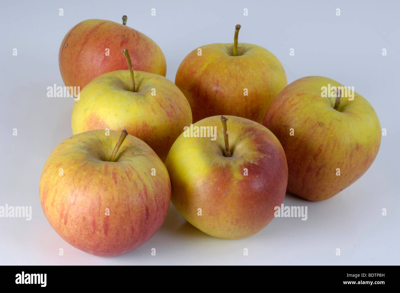 Apfel apples malus domesticus aepfel -Fotos und -Bildmaterial in hoher ...