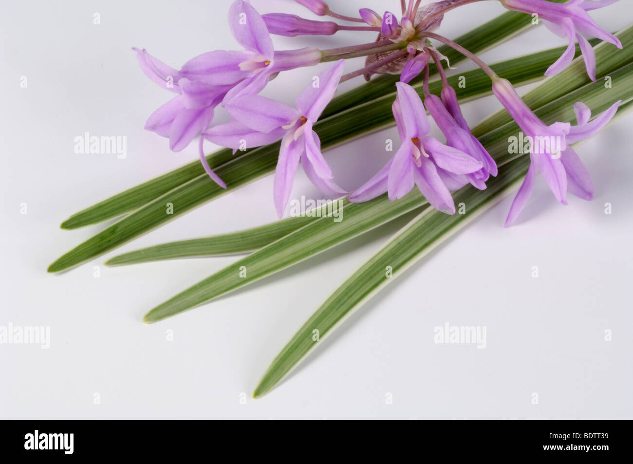 Knoblauch Grass / (Tulbaghia Violacea | | Knoblauch Gras / (Tulbaghia ...