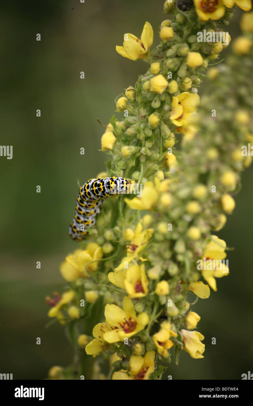 Koenigskerzenmoench, Raupe, Shargacucullia verbasci Stockfotografie - Alamy