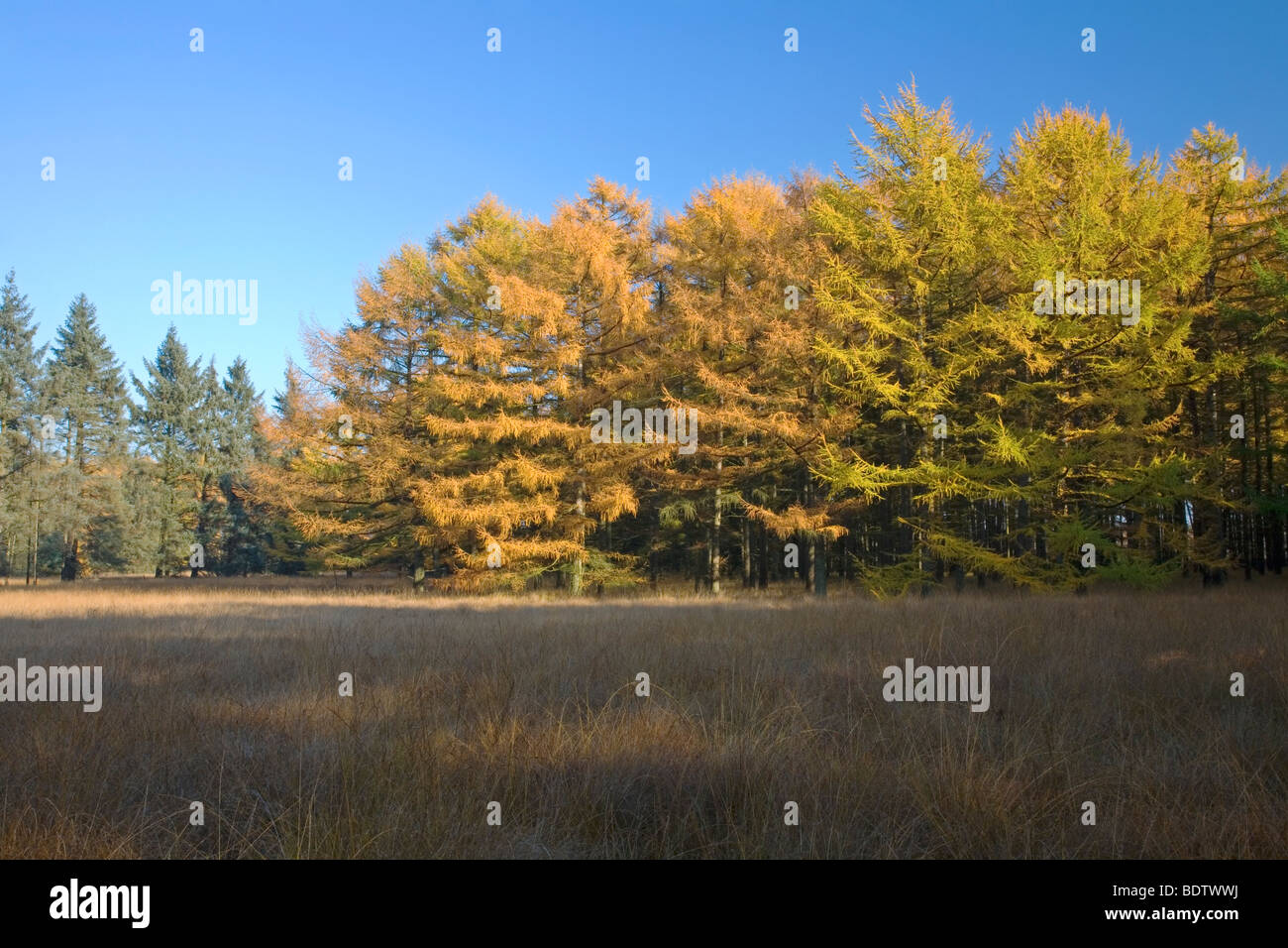 European larch (larix decidua) -Fotos und -Bildmaterial in hoher ...