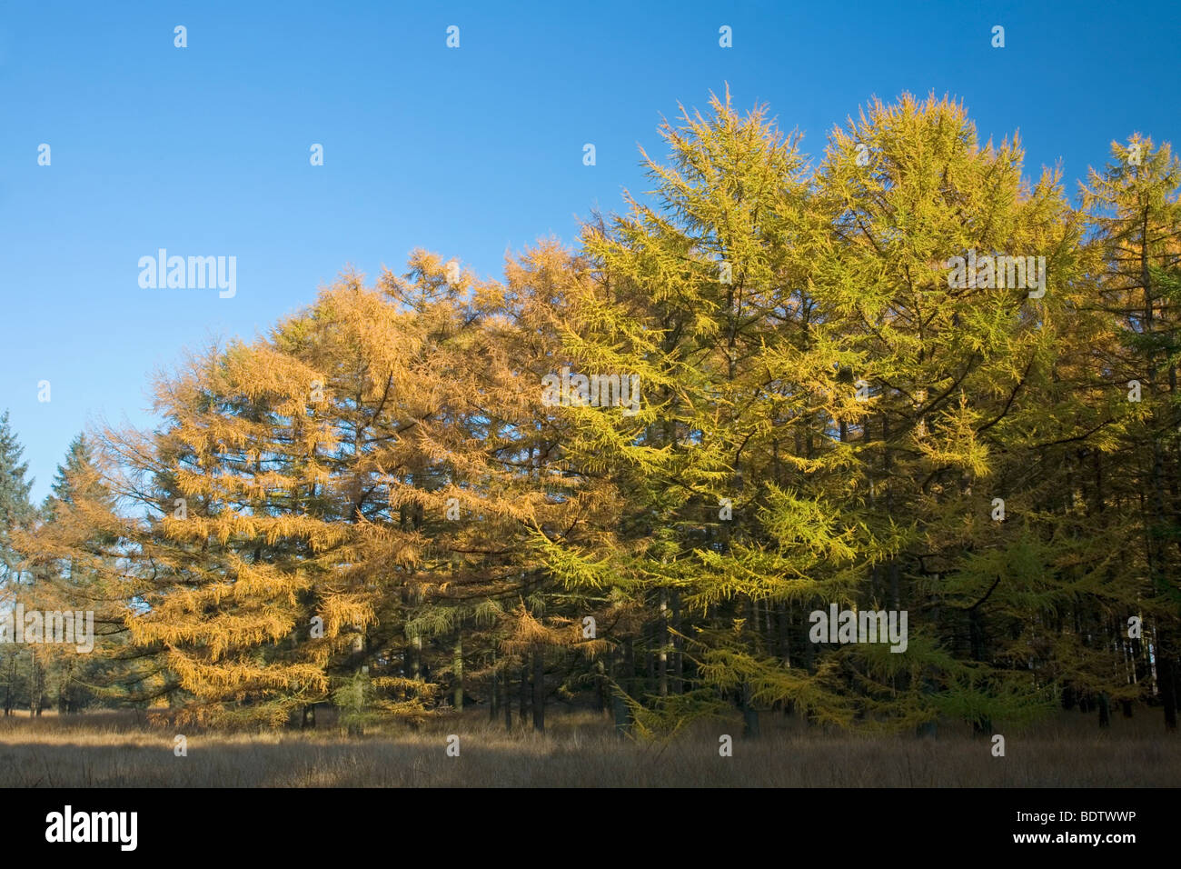 Larix europa -Fotos und -Bildmaterial in hoher Auflösung – Alamy