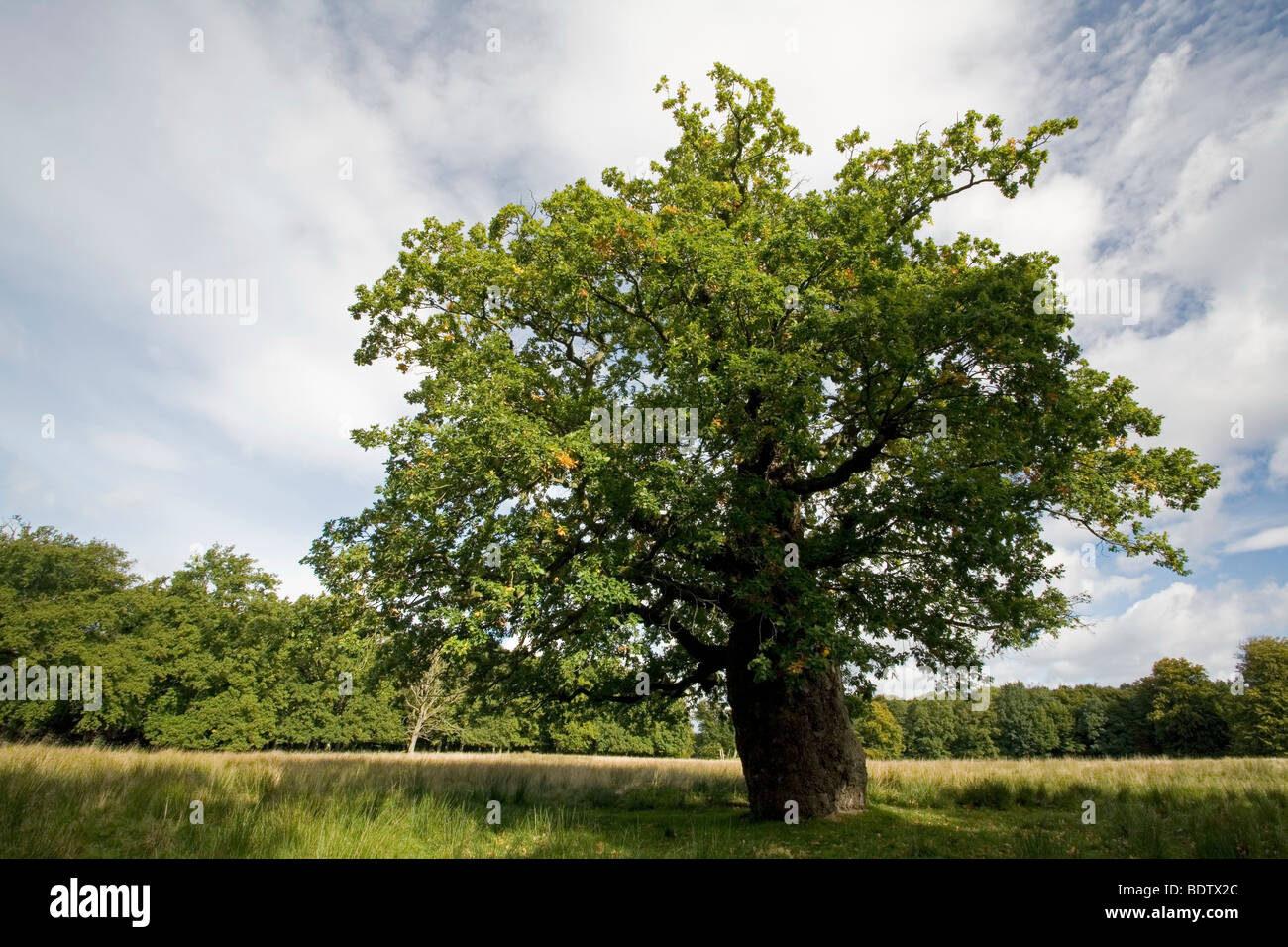 Stieleiche - (Sommereiche) / Pedunculate Eiche / Quercus Robur ...