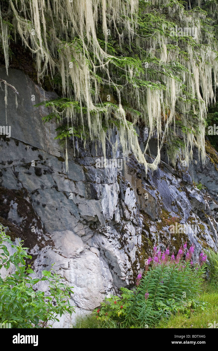 Westamerikanische Hemlocktanne & Bartflechten / Western Hemlock & Bart ...