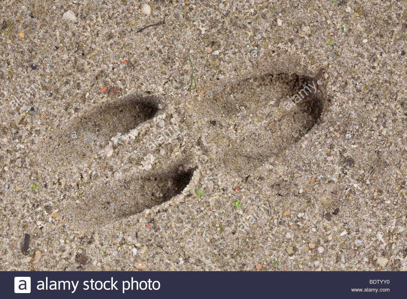 Footprints Deer Stockfotos & Footprints Deer Bilder - Alamy