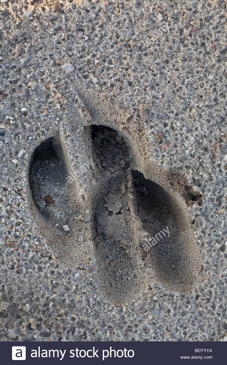 Footprints Deer Stockfotos & Footprints Deer Bilder - Alamy