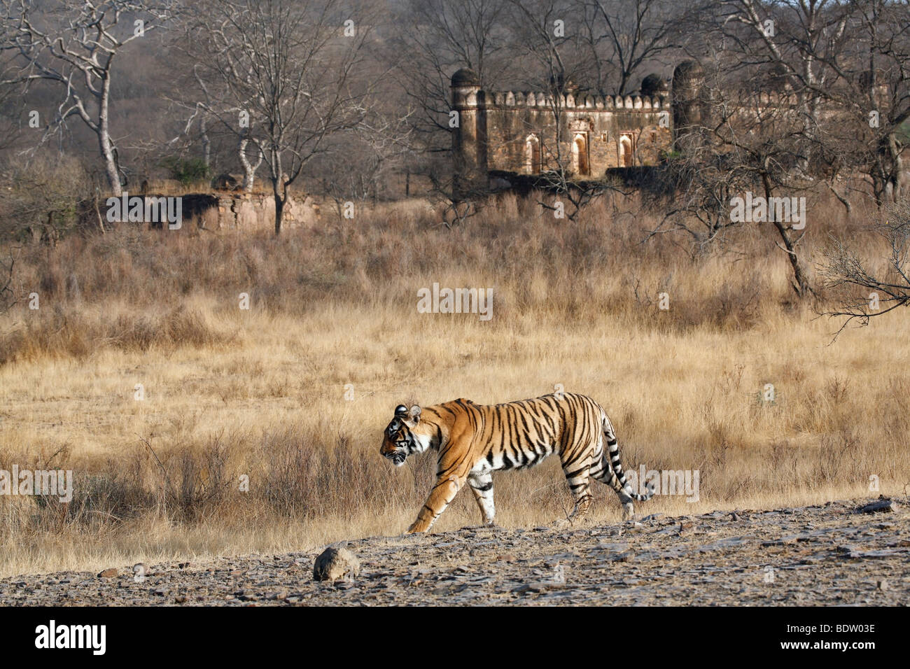 Indischer Tiger, Koenigstiger, Panthera Tigris Tigris, Indien, Asien ...