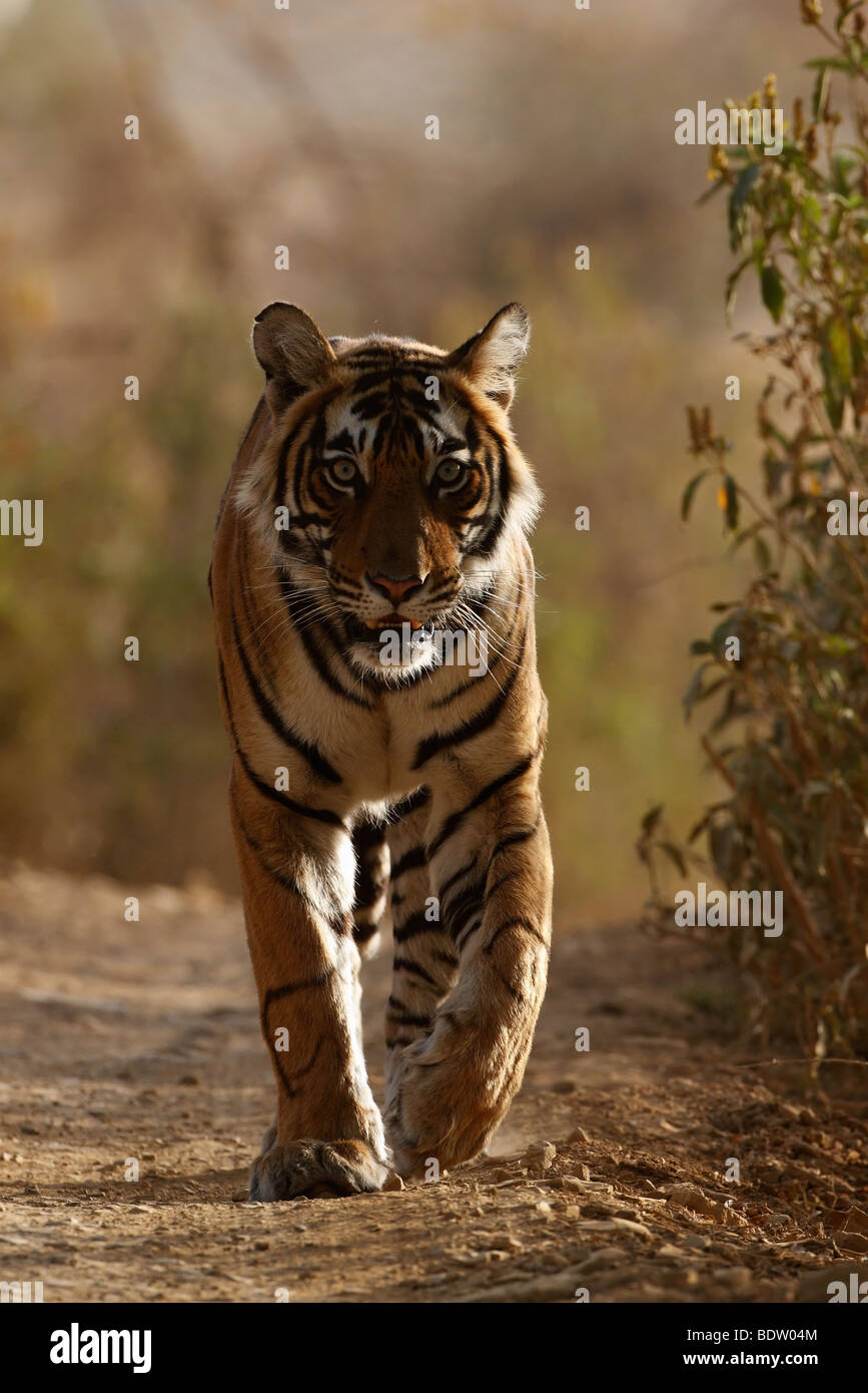 Indischer Tiger, Koenigstiger, Panthera Tigris Tigris, Indien, Asien ...