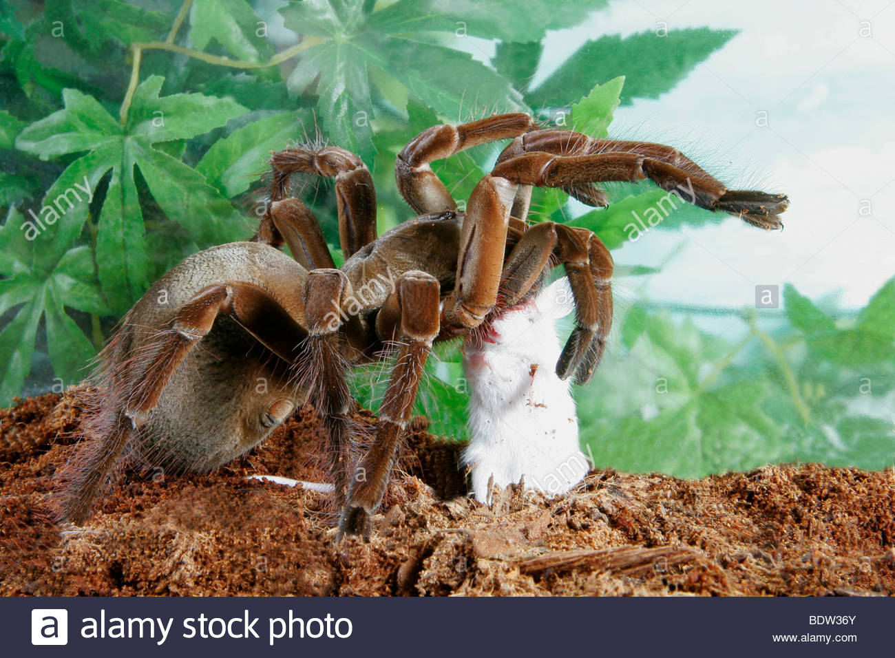 Vogelspinne Theraphosa Blondi, Goliath spider Stockfoto, Bild: 25752243 ...
