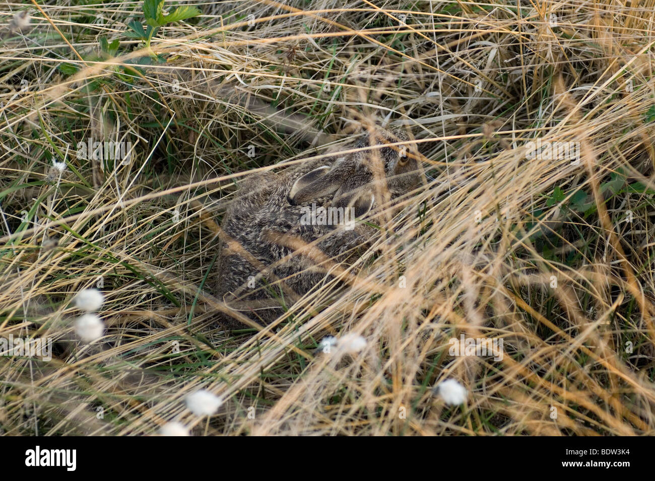 Hase (Lagomorpha) im Versteck Stockfotografie - Alamy