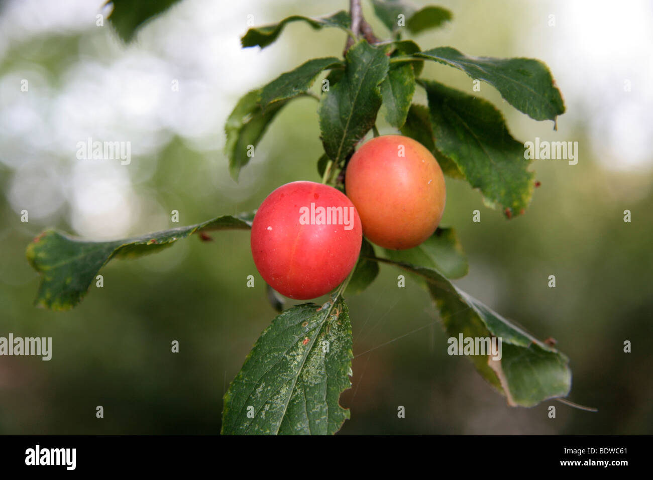 Wild plum tree fruit -Fotos und -Bildmaterial in hoher Auflösung – Alamy