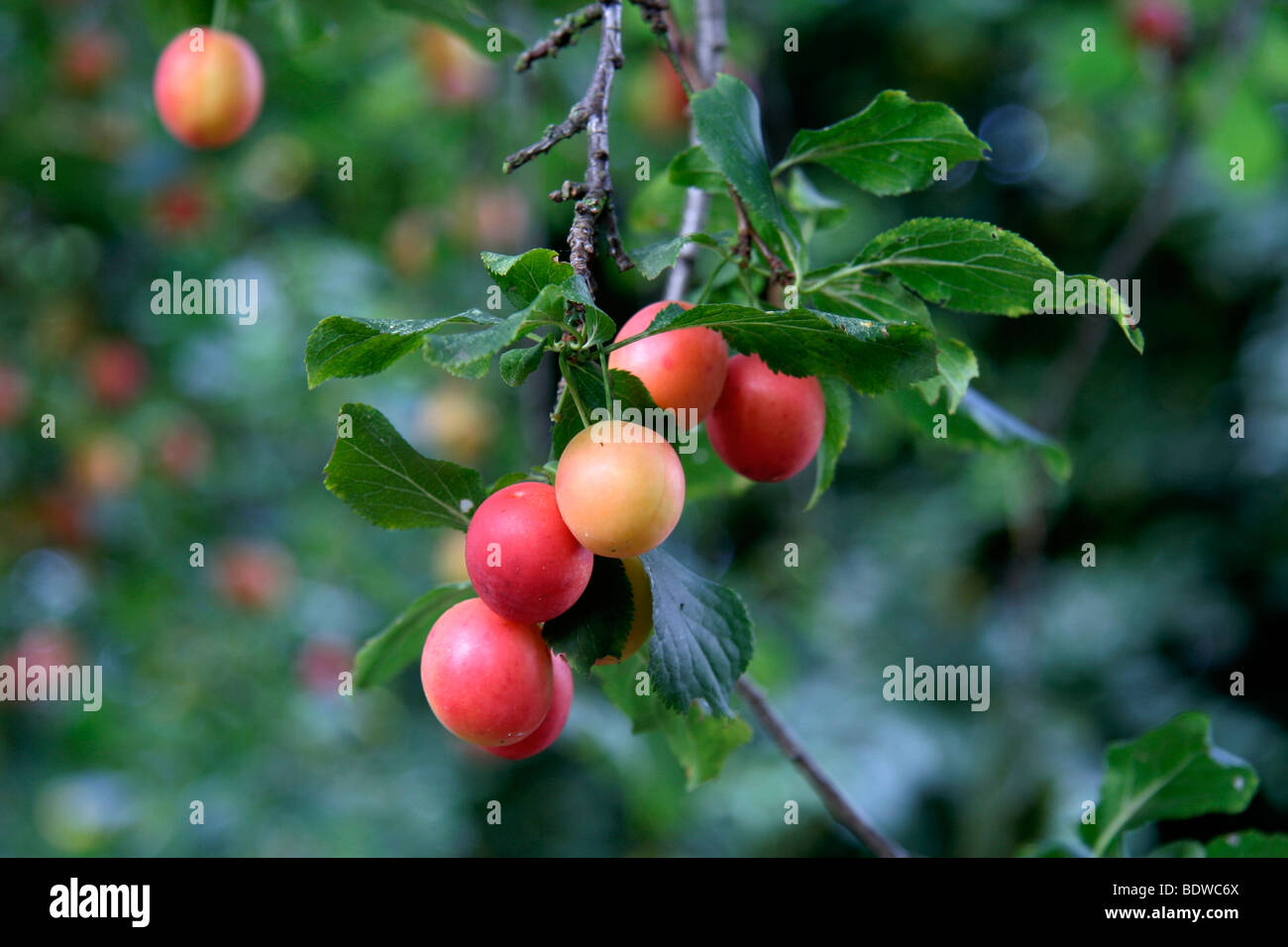 Wild plum tree fruit -Fotos und -Bildmaterial in hoher Auflösung – Alamy