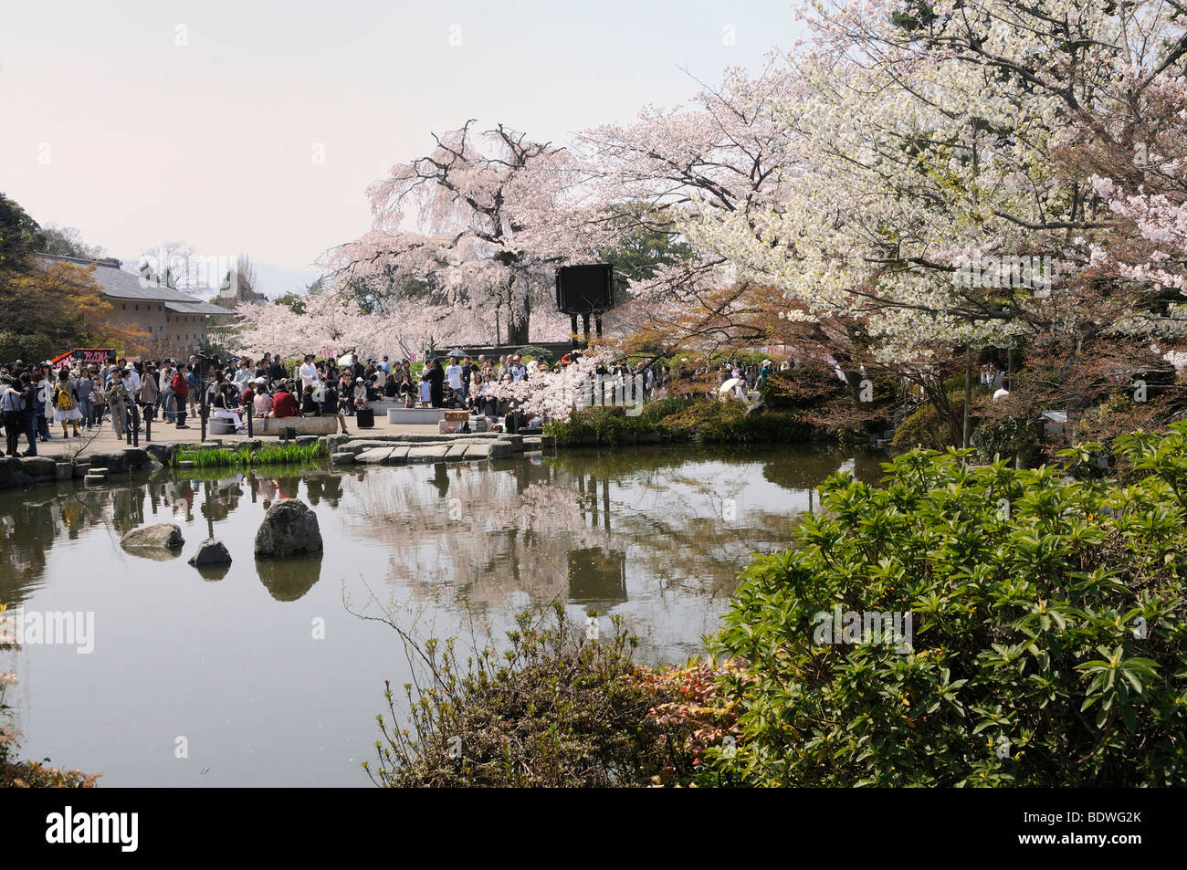 Cherry Blossom Festival im Maruyama-Park, Kyotos älteste Kirsche Baum ...