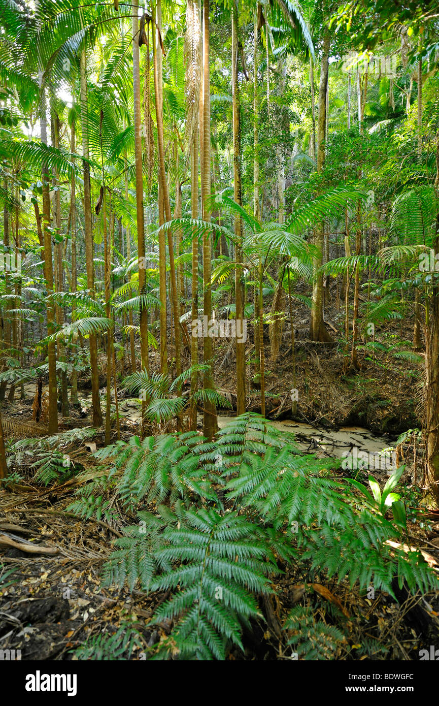 Baumfarne (Cyatheales), gemäßigten Regenwald, UNESCO Weltnaturerbe ...
