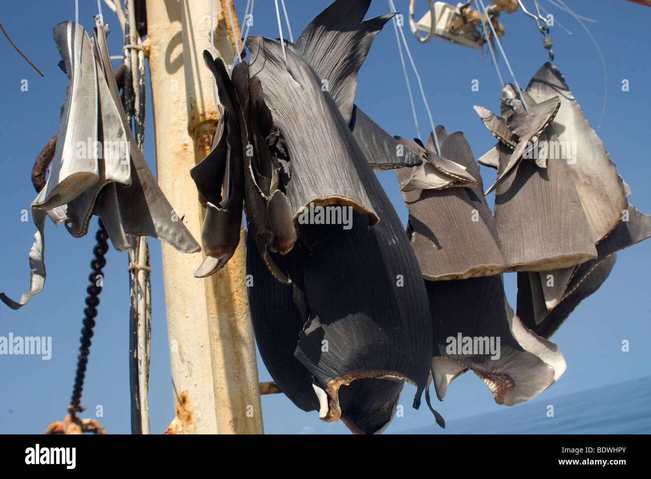 Shark fin -Fotos und -Bildmaterial in hoher Auflösung – Alamy