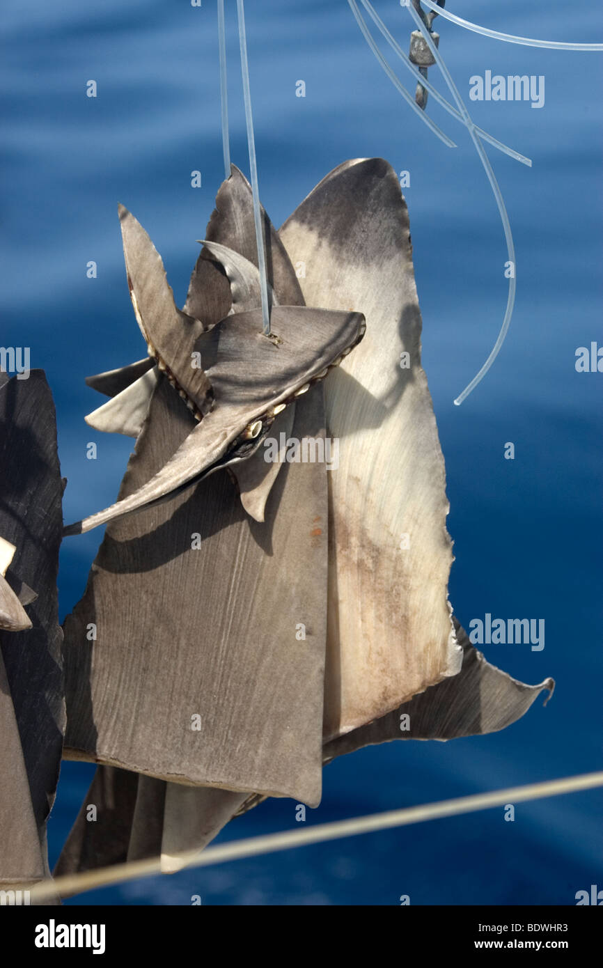 Shark fins -Fotos und -Bildmaterial in hoher Auflösung - Seite 2 - Alamy