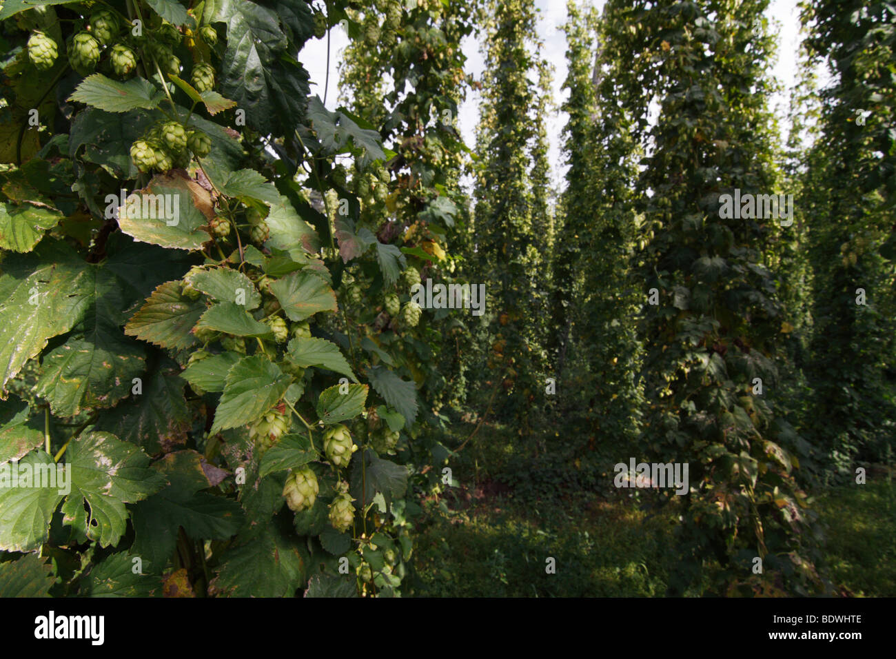 Hop strobile -Fotos und -Bildmaterial in hoher Auflösung – Alamy
