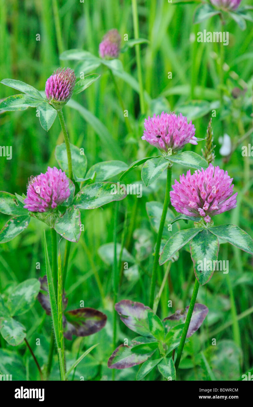 Roter kleeblatt -Fotos und -Bildmaterial in hoher Auflösung – Alamy