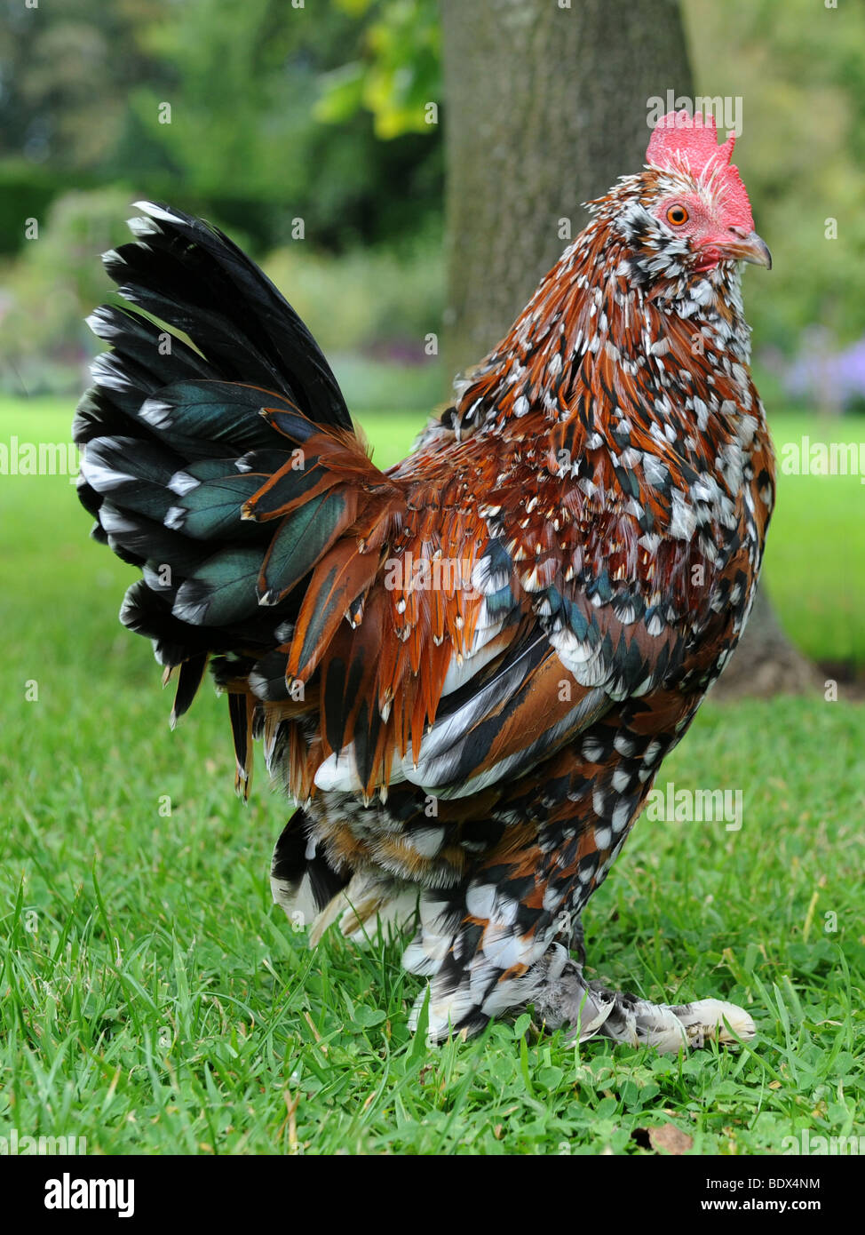 Speckledy chicken -Fotos und -Bildmaterial in hoher Auflösung – Alamy