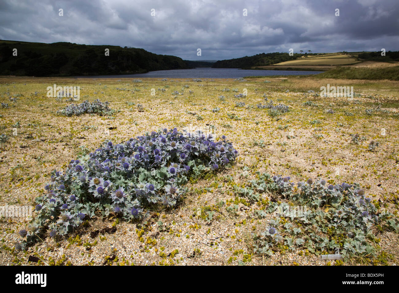 Loe pool und loe bar -Fotos und -Bildmaterial in hoher Auflösung – Alamy