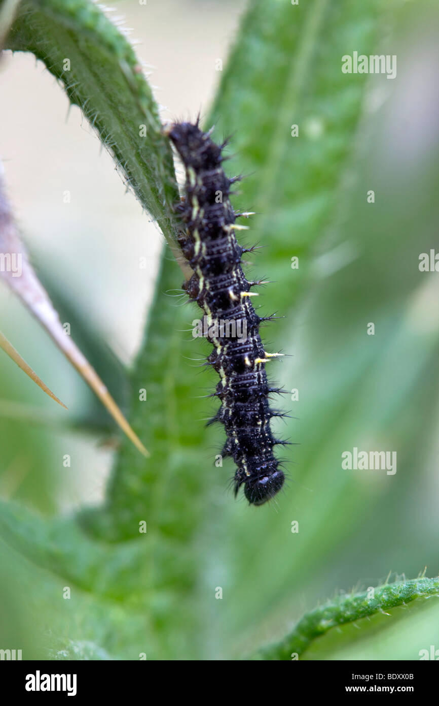 Distelfalter Raupe; Vanessa Cardui; Cornwall Stockfotografie - Alamy