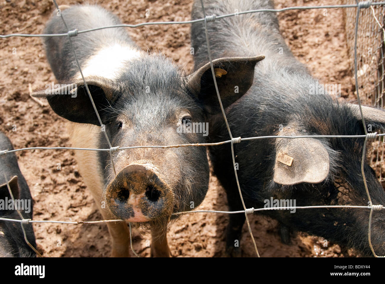 Schwarze ferkel -Fotos und -Bildmaterial in hoher Auflösung – Alamy