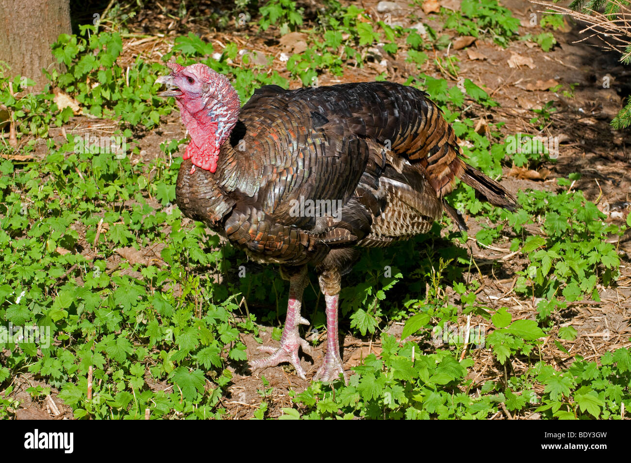 Männlich mit truthahn -Fotos und -Bildmaterial in hoher Auflösung ...
