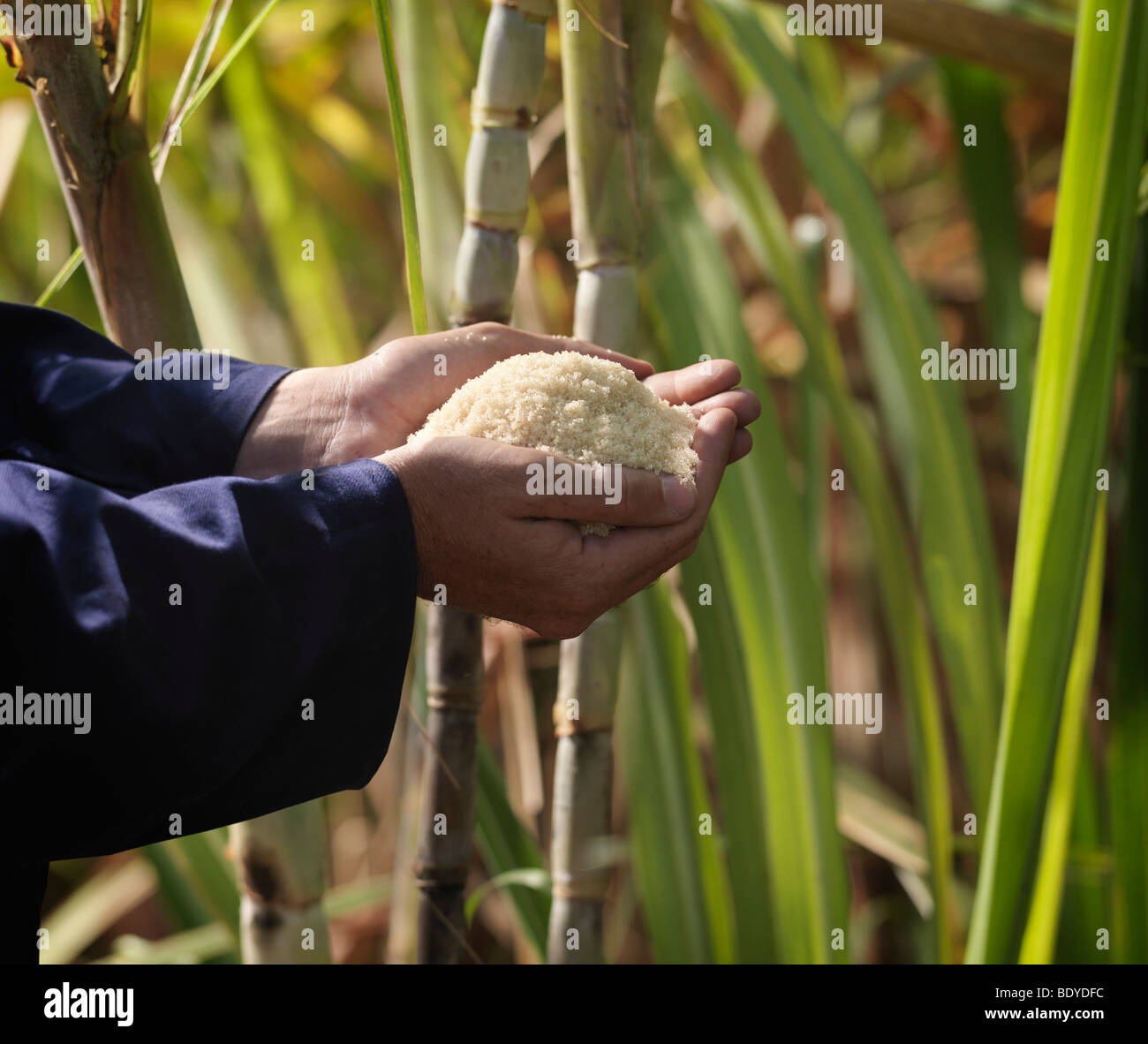 Sugar cane field -Fotos und -Bildmaterial in hoher Auflösung – Alamy