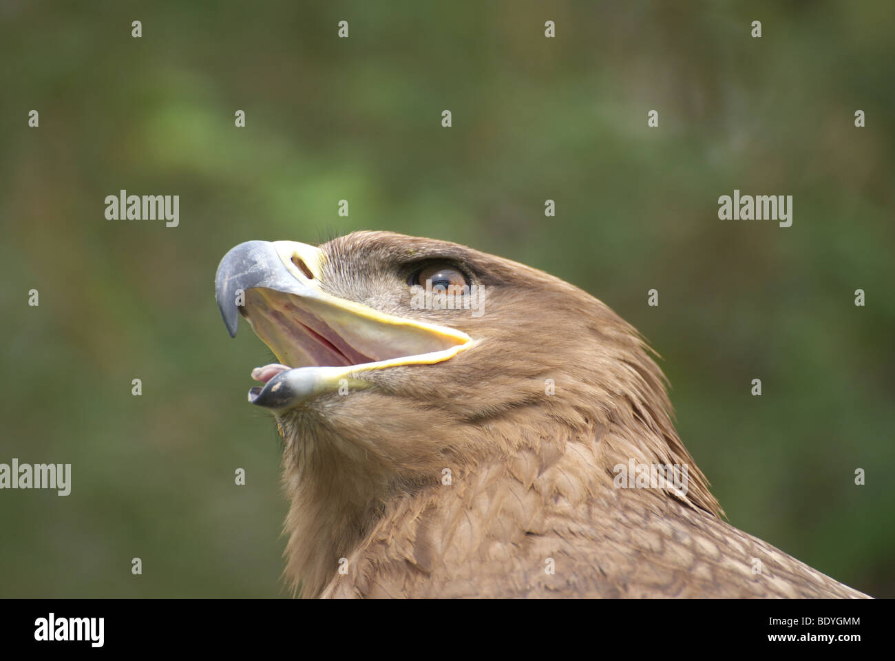 Schnabel des goldenen adlers Stockfotos und -bilder Kaufen - Alamy