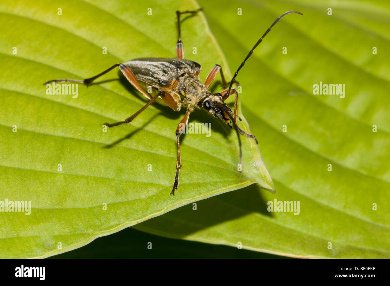 Variables longhorn -Fotos und -Bildmaterial in hoher Auflösung – Alamy