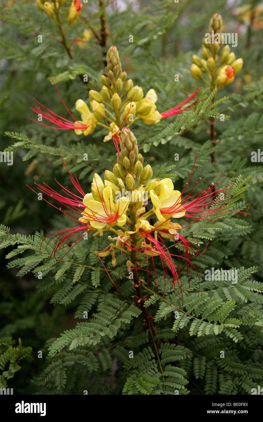 Barba de chivo -Fotos und -Bildmaterial in hoher Auflösung – Alamy