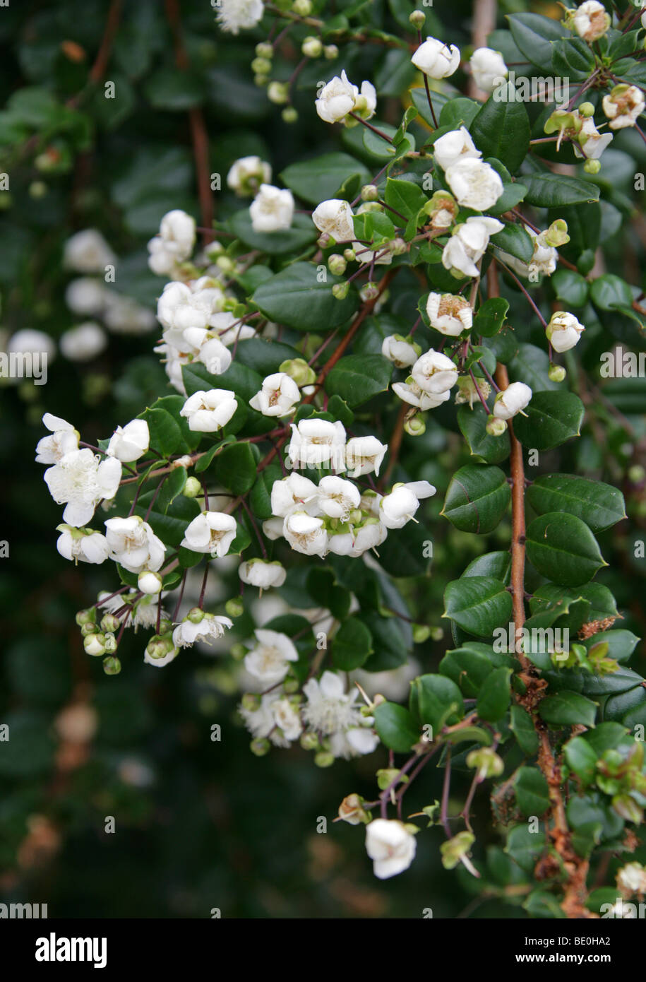 Myrtus luma myrtaceae -Fotos und -Bildmaterial in hoher Auflösung – Alamy