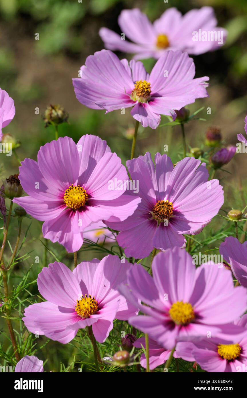Astern sorten -Fotos und -Bildmaterial in hoher Auflösung – Alamy