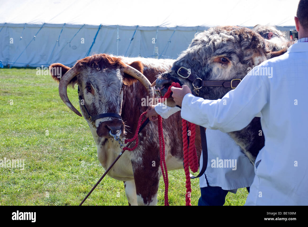 Kurzhornrinder vom rind -Fotos und -Bildmaterial in hoher Auflösung – Alamy