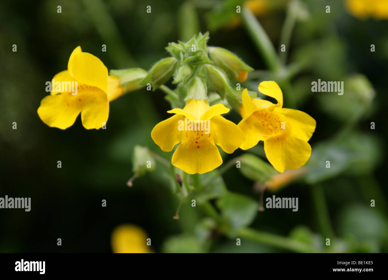 Gelbe affenblume -Fotos und -Bildmaterial in hoher Auflösung – Alamy