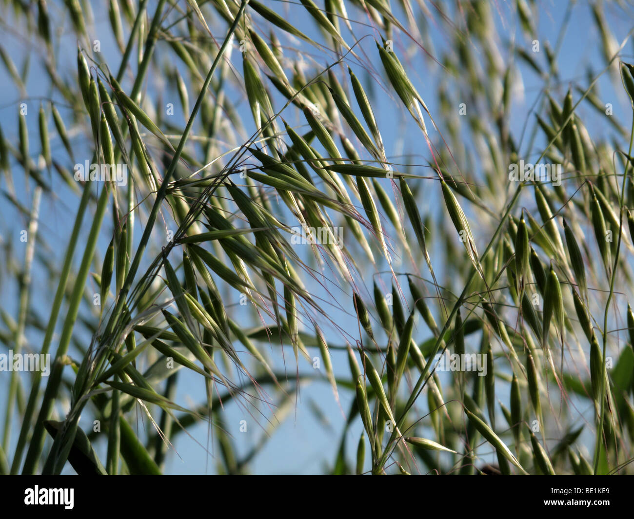 Hafer ernte -Fotos und -Bildmaterial in hoher Auflösung – Alamy