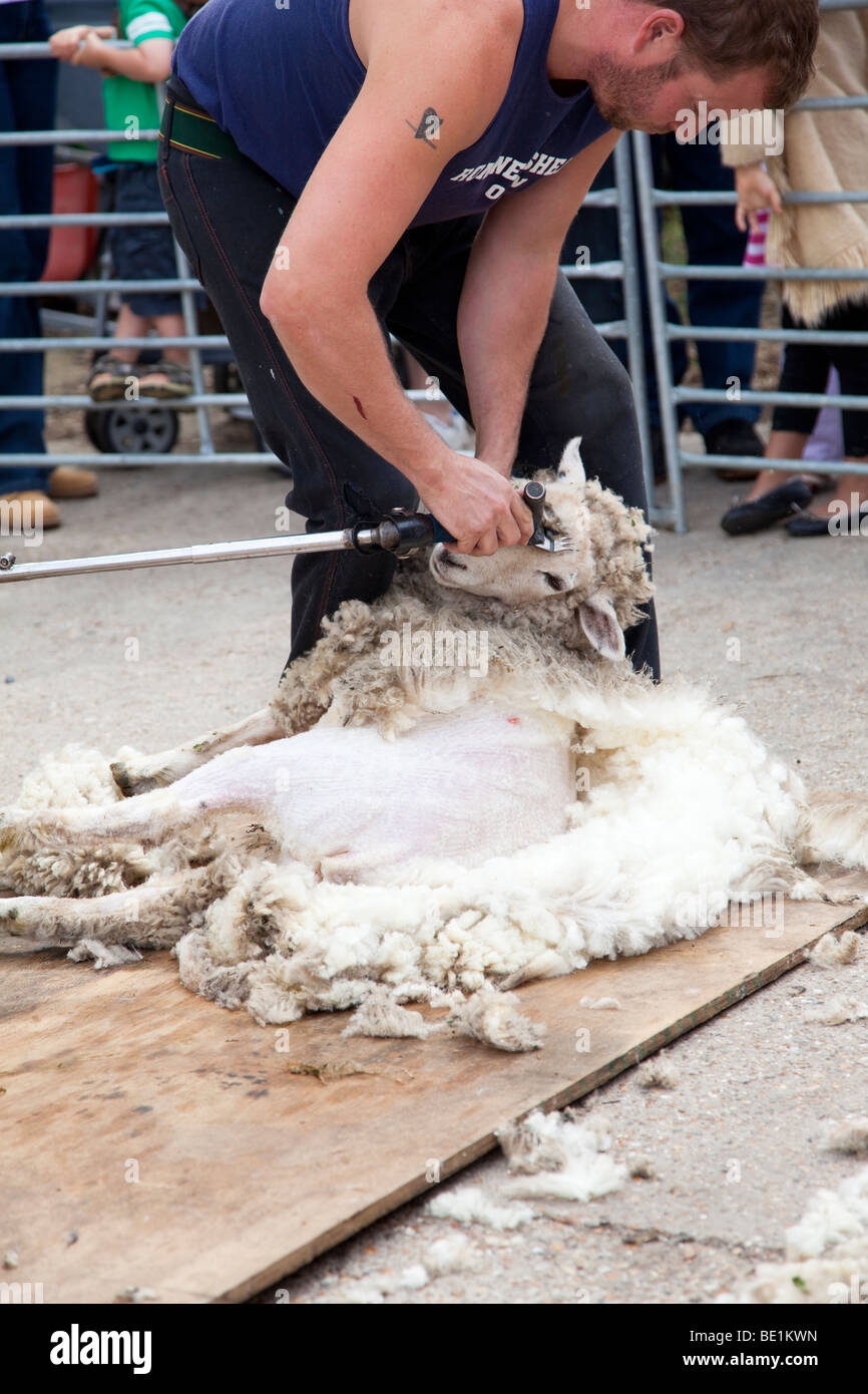 Sheep shearing uk -Fotos und -Bildmaterial in hoher Auflösung – Alamy