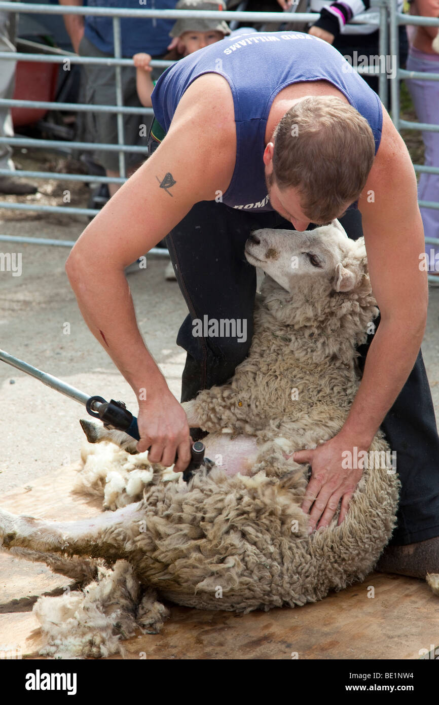 Sheep shearing uk -Fotos und -Bildmaterial in hoher Auflösung – Alamy