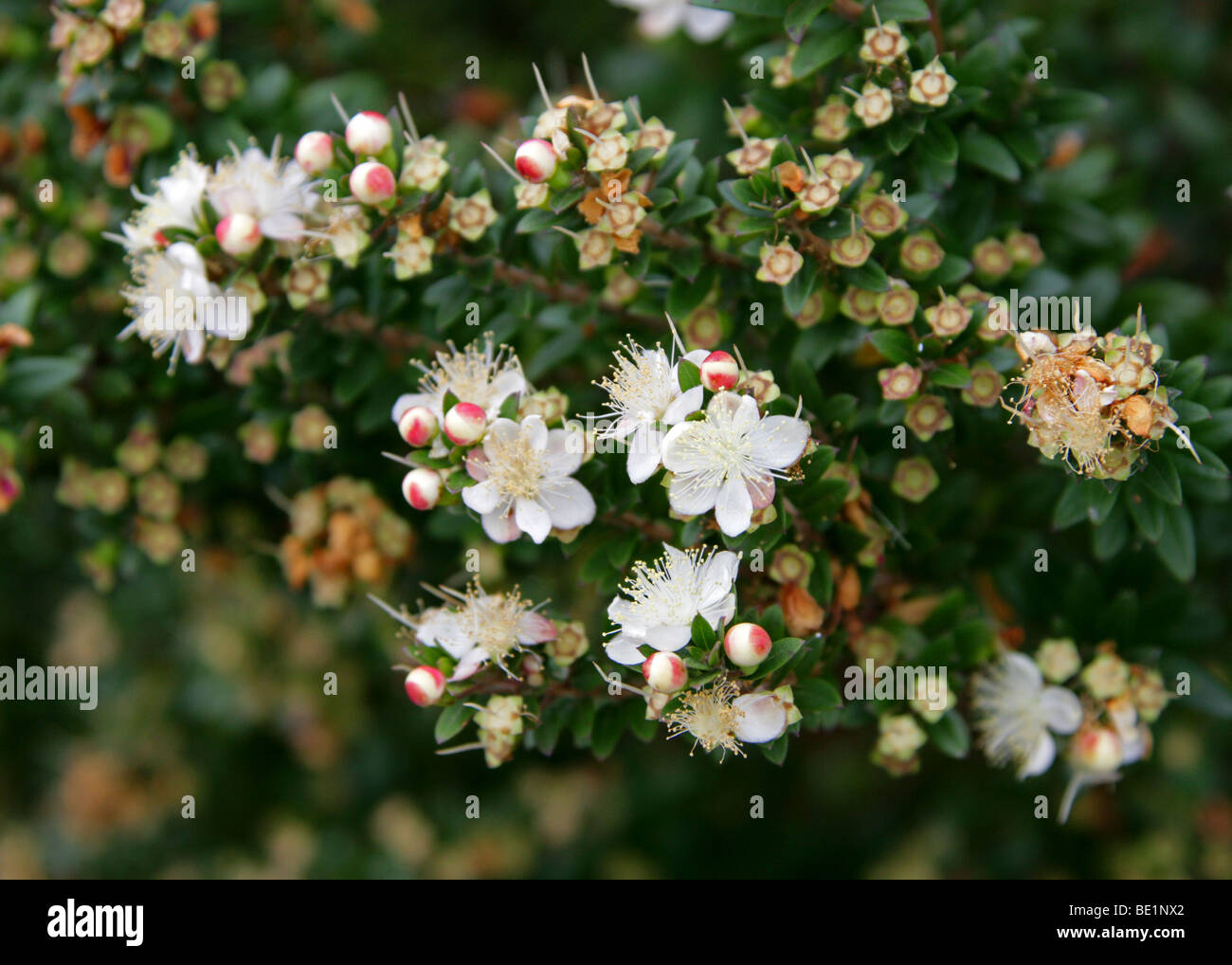Gemeinsamen Myrte oder echte Myrte, Myrtus Communis Subspecies ...