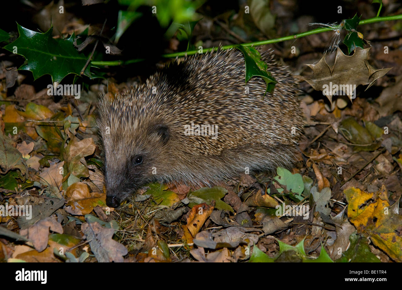 Igel gesicht -Fotos und -Bildmaterial in hoher Auflösung – Alamy