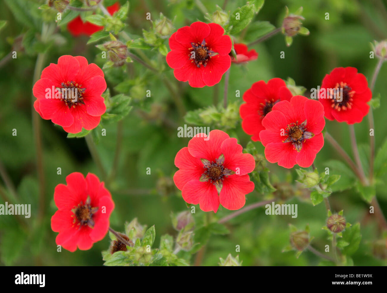 Zinnoberrote blumen -Fotos und -Bildmaterial in hoher Auflösung – Alamy