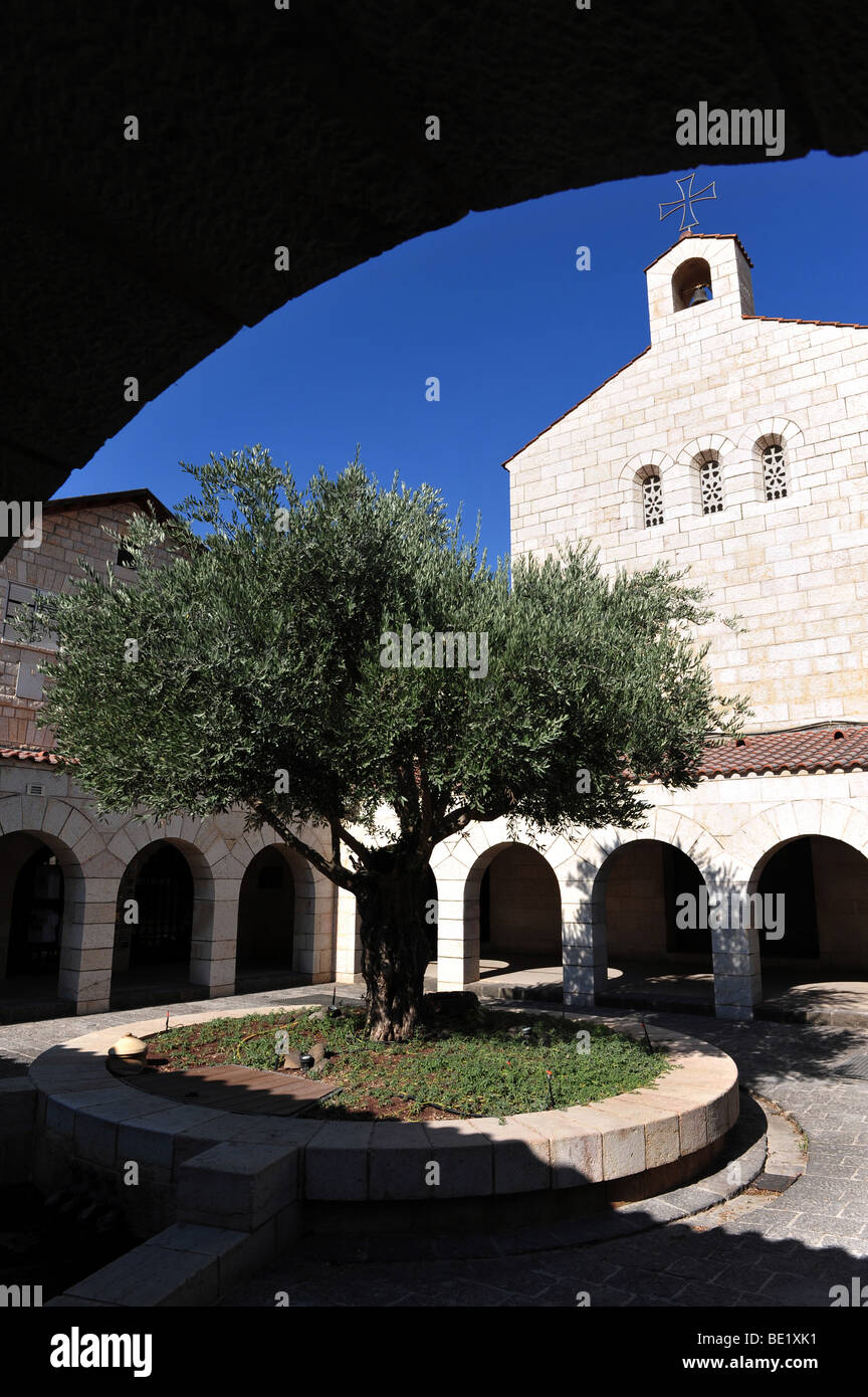 Olivenbaum in der Kirche von der Vermehrung der Brote und Fische ...